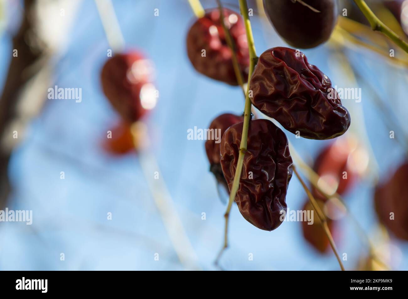 Close up of ripe and wrinkled jujube fruits, ready for harvest ...