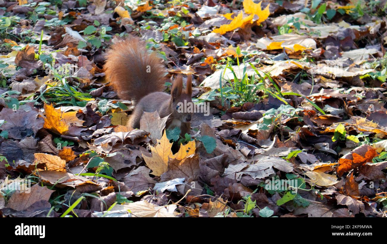 Images from a park in Warszawa in fall with leaves in different colors ...