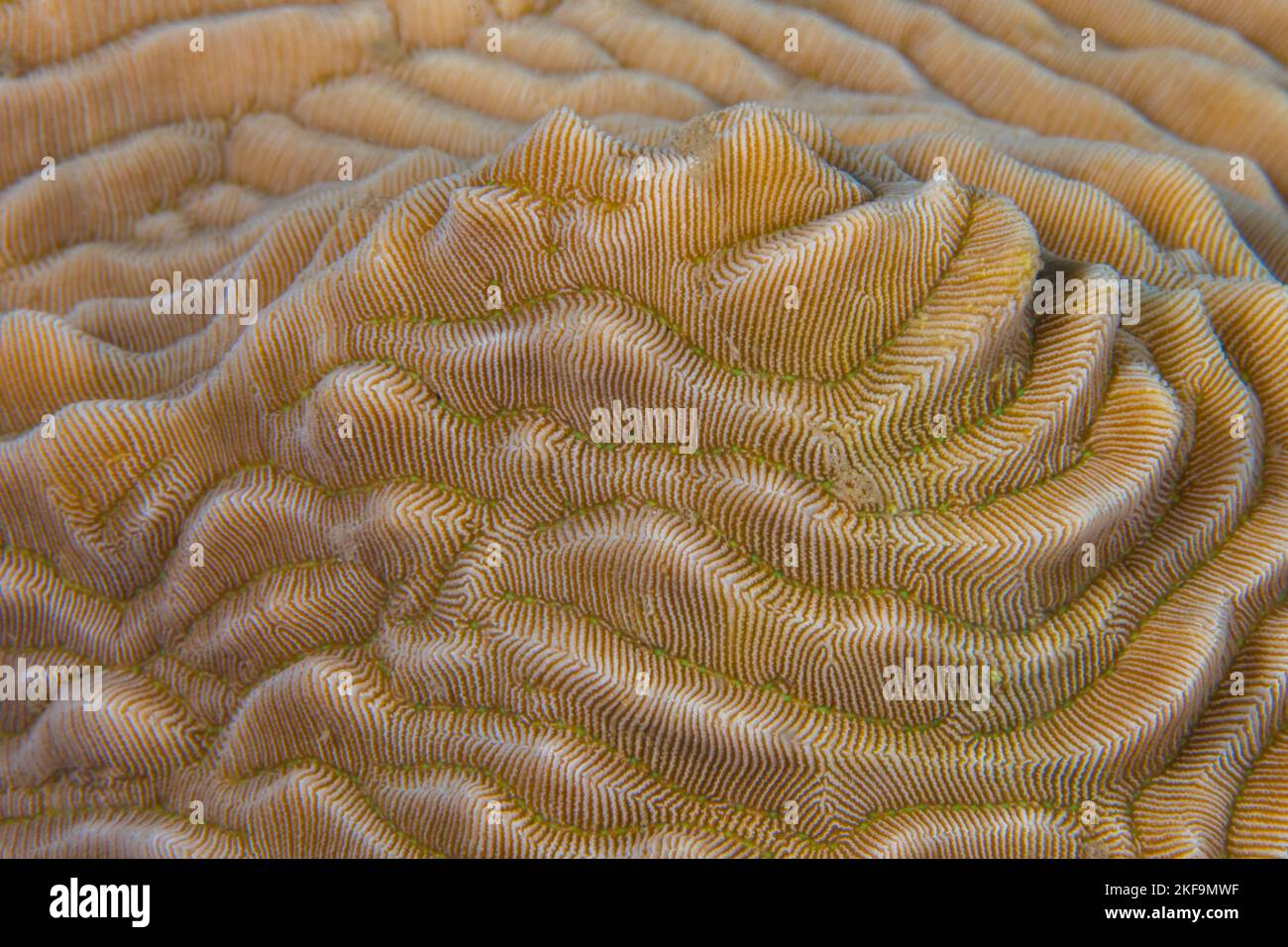 Close up detailed colorful view of healthy coral polyps Stock Photo - Alamy