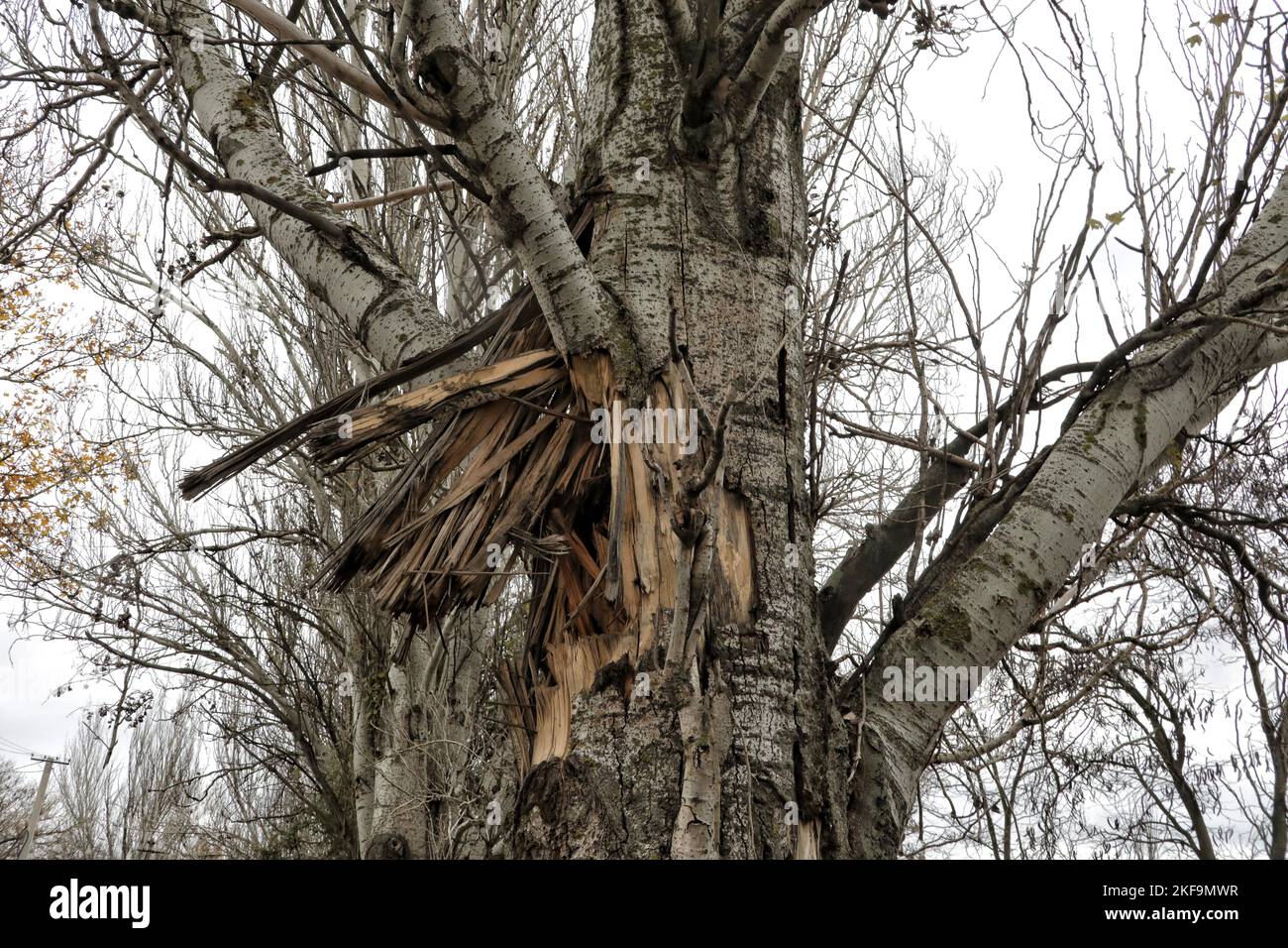KHERSON, UKRAINE - NOVEMBER 16, 2022 - A damaged tree trunk is pictured ...