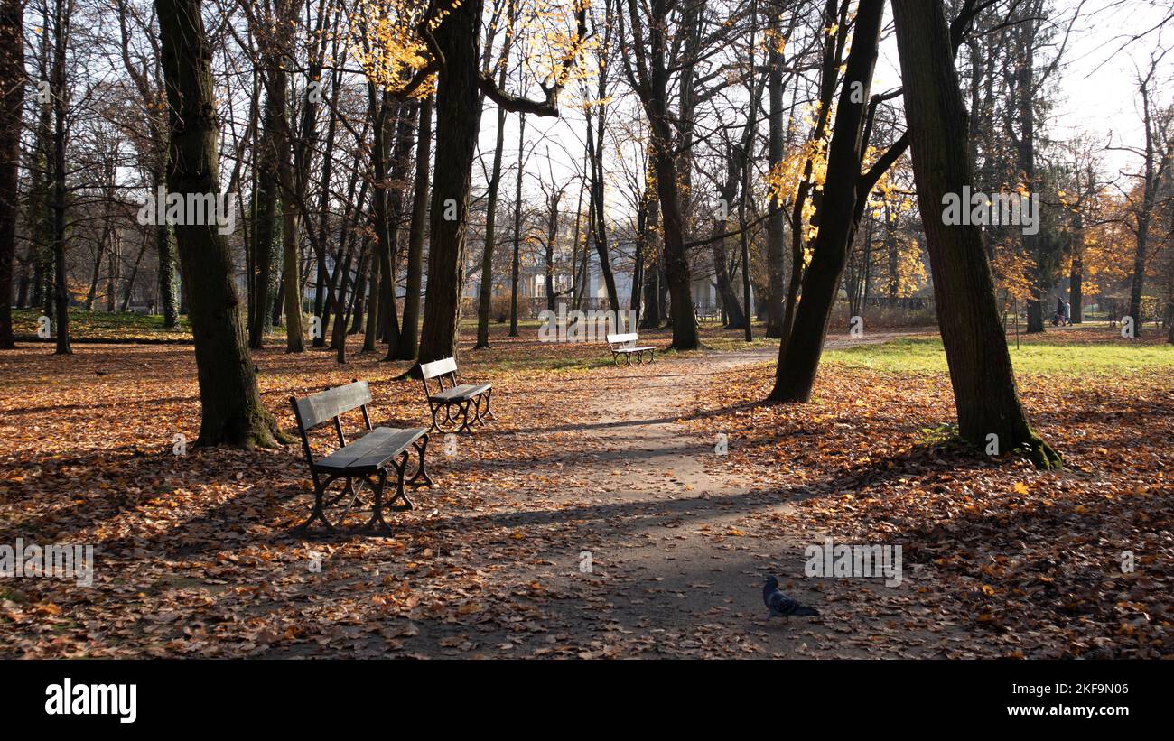 Images from a park in Warszawa in fall with leaves in different colors ...