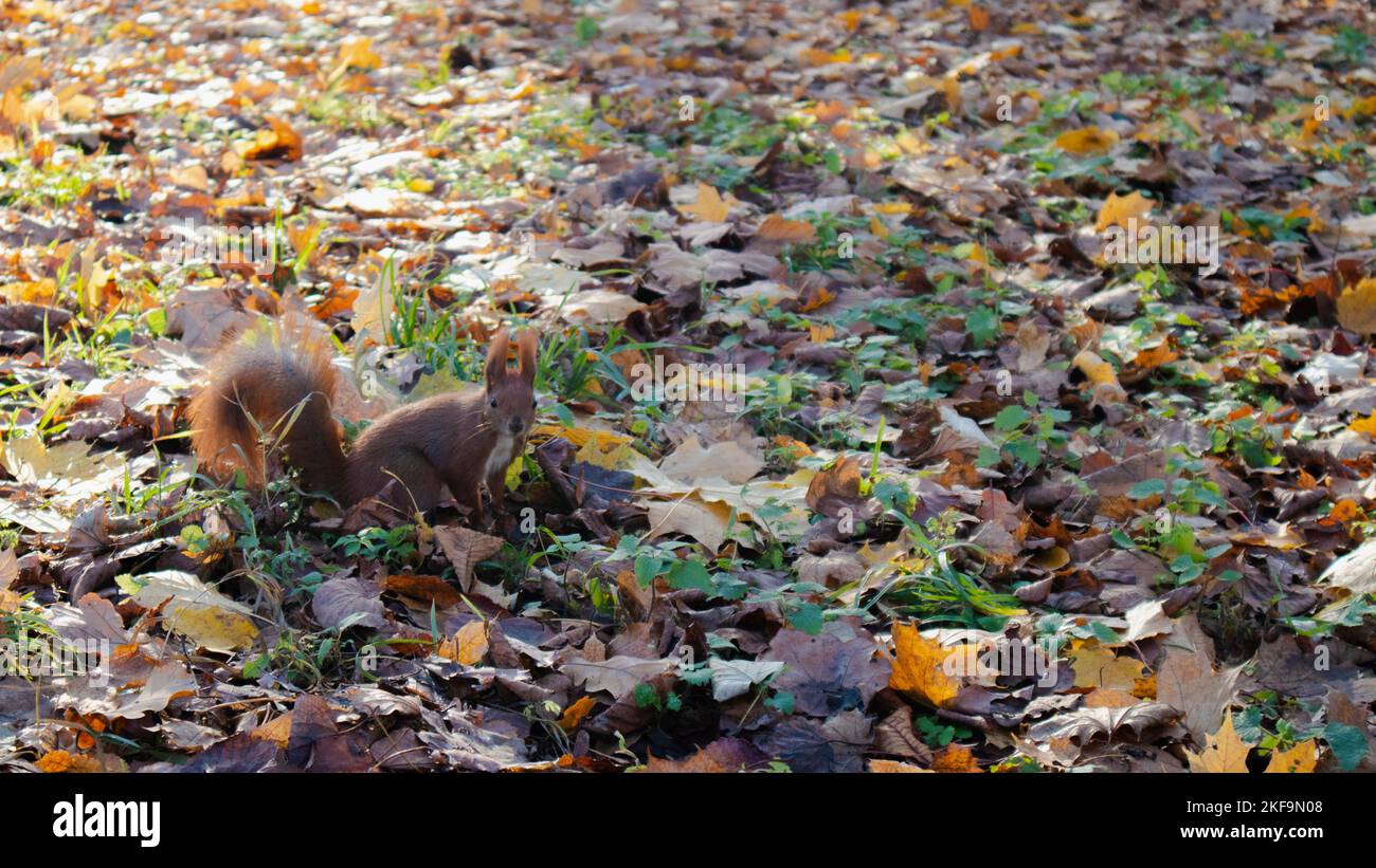 Images from a park in Warszawa in fall with leaves in different colors ...