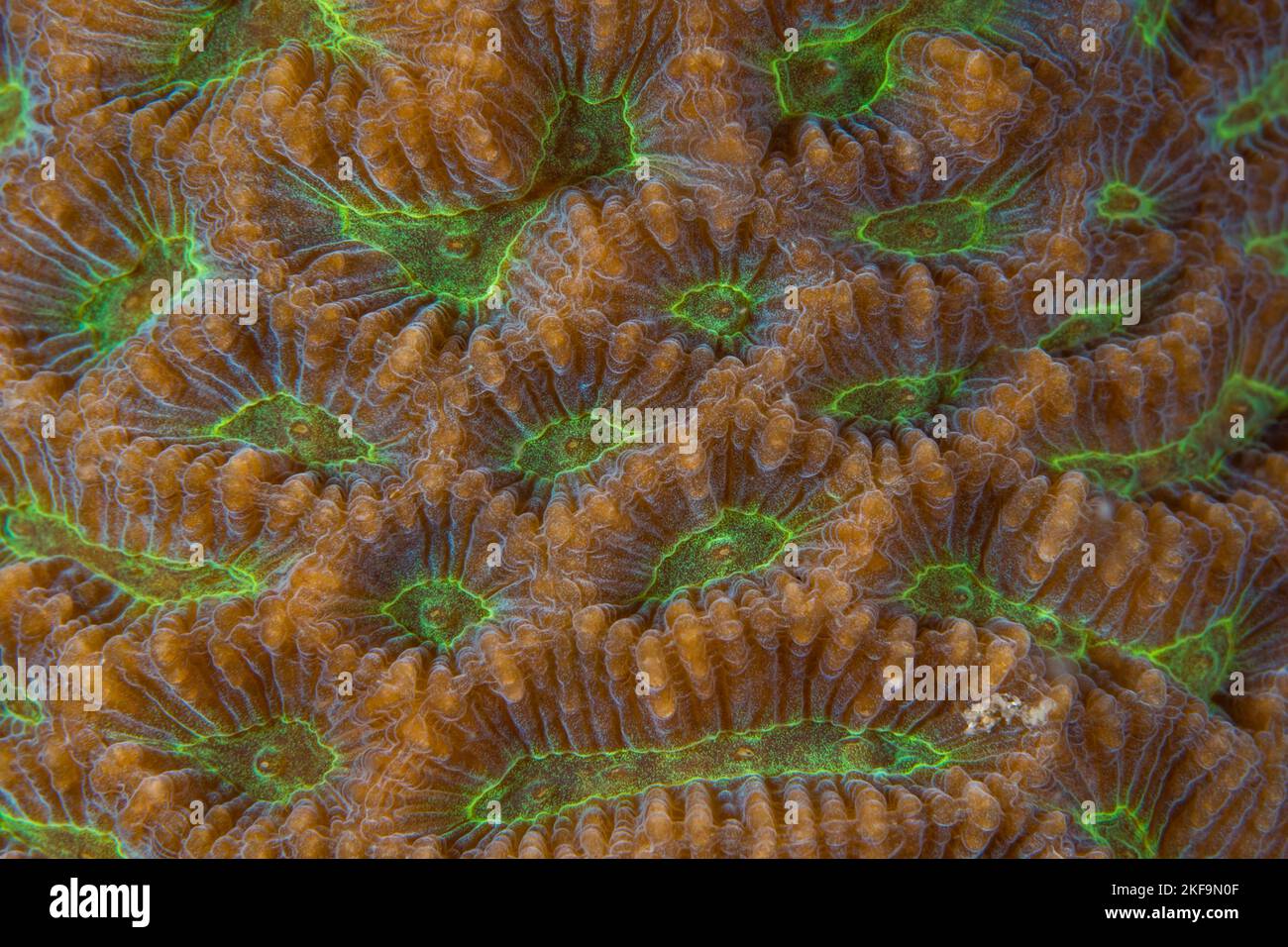 Coral polyps hi-res stock photography and images - Alamy