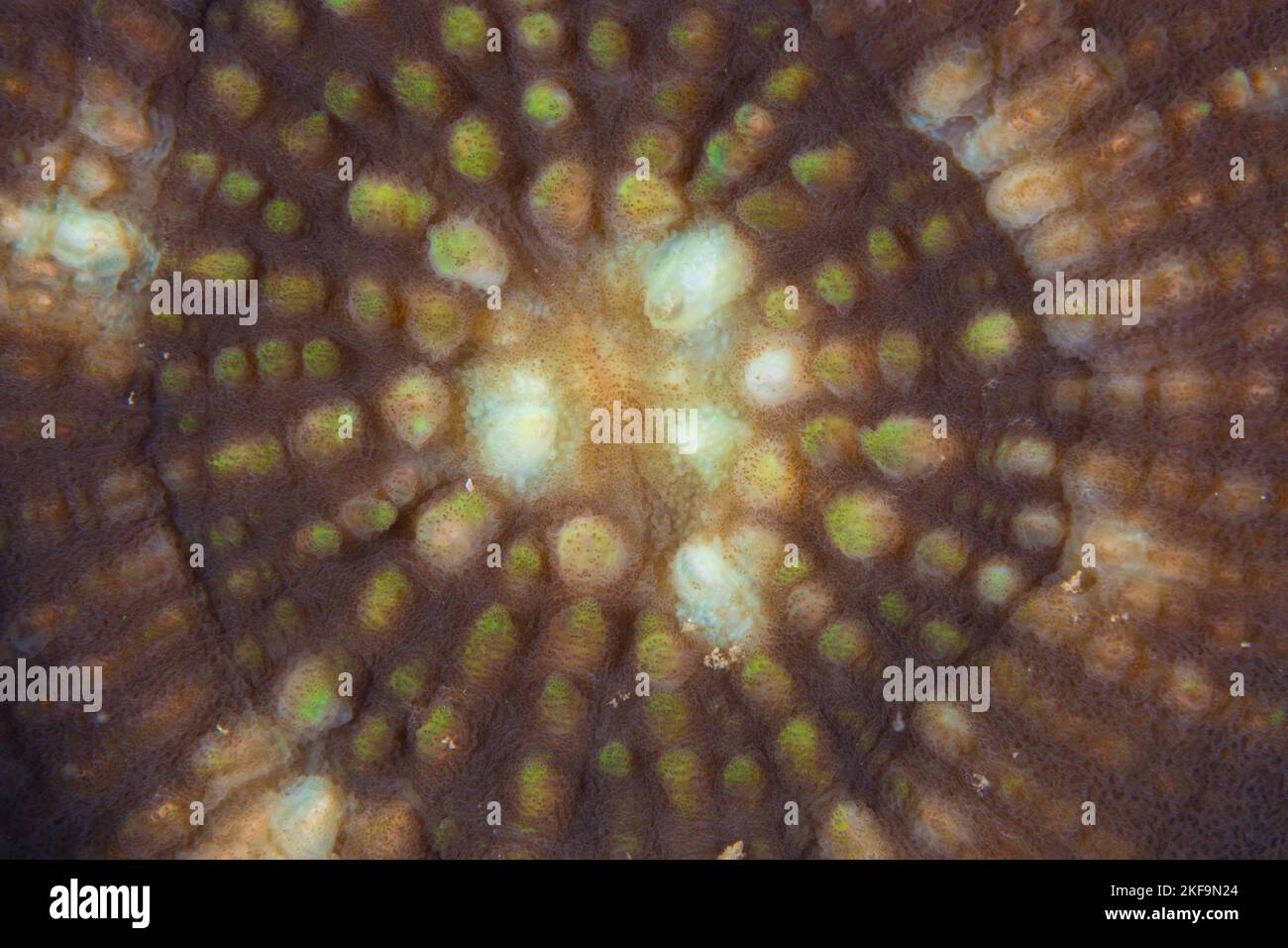 Close up detailed colorful view of healthy coral polyps Stock Photo - Alamy