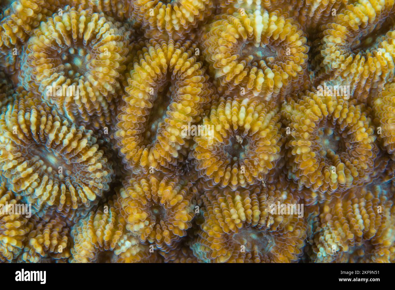 Close up detailed colorful view of healthy coral polyps Stock Photo - Alamy