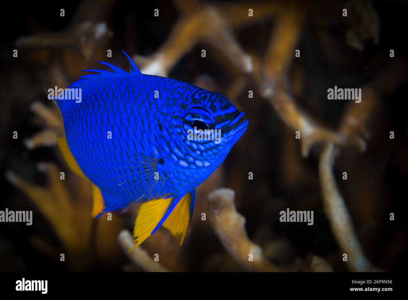 Colourful damsel fish swimming above coral reef in the pacific Ocean ...