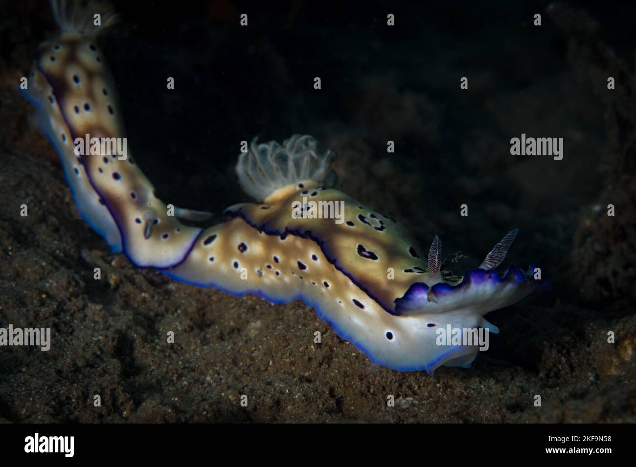 Colourful Nudibranch from the Witu Islands in papua New Guinea Stock ...