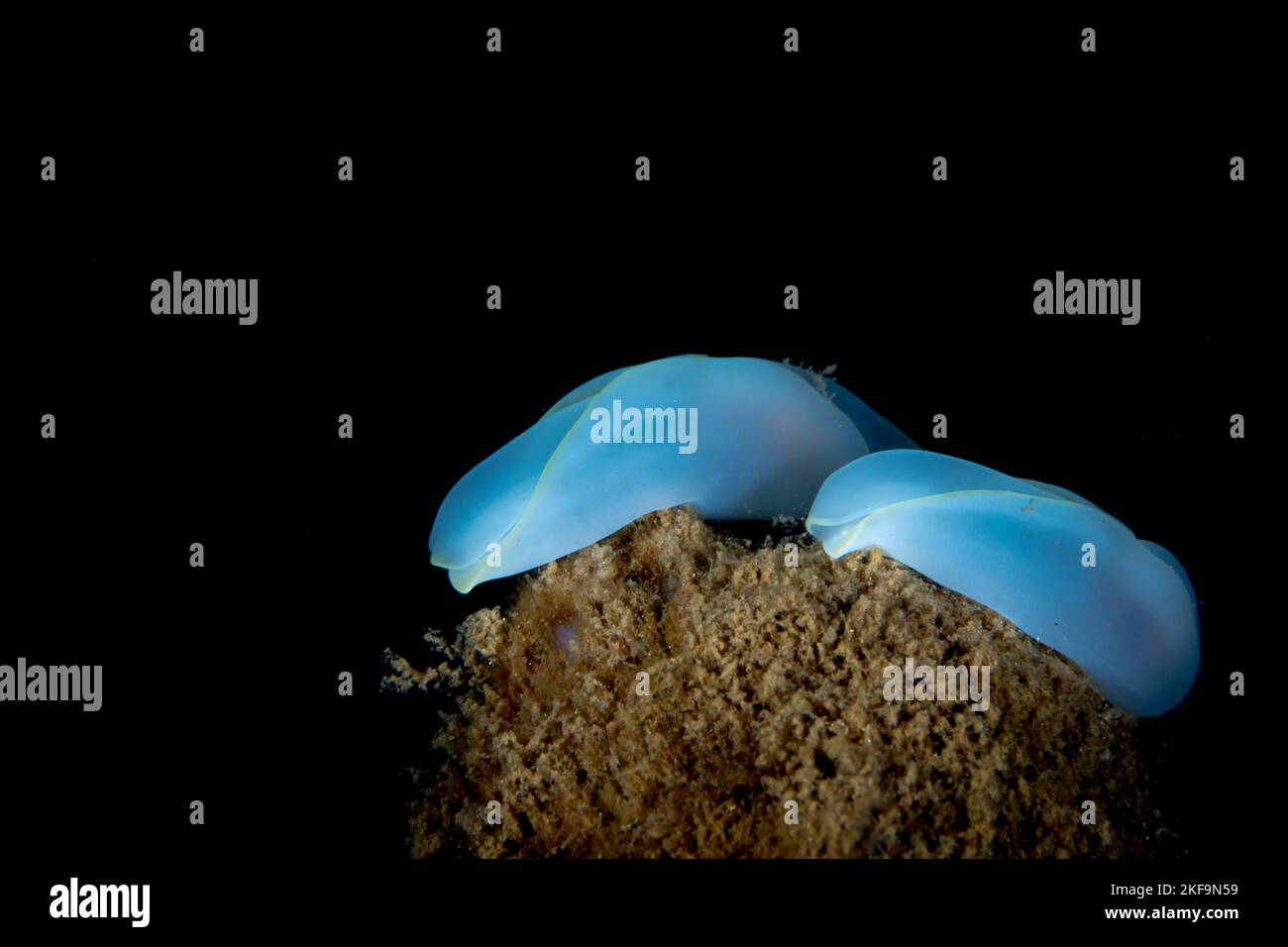 Colourful Nudibranch from the Witu Islands in papua New Guinea Stock ...