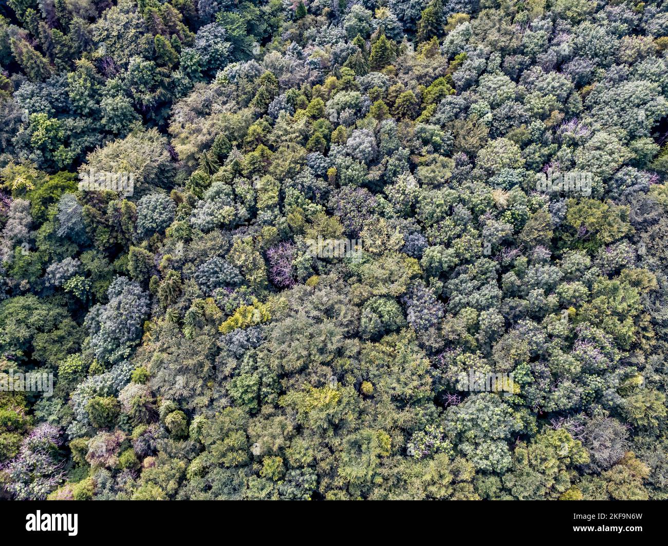 Aerial view dense forest mixed hi-res stock photography and images - Alamy