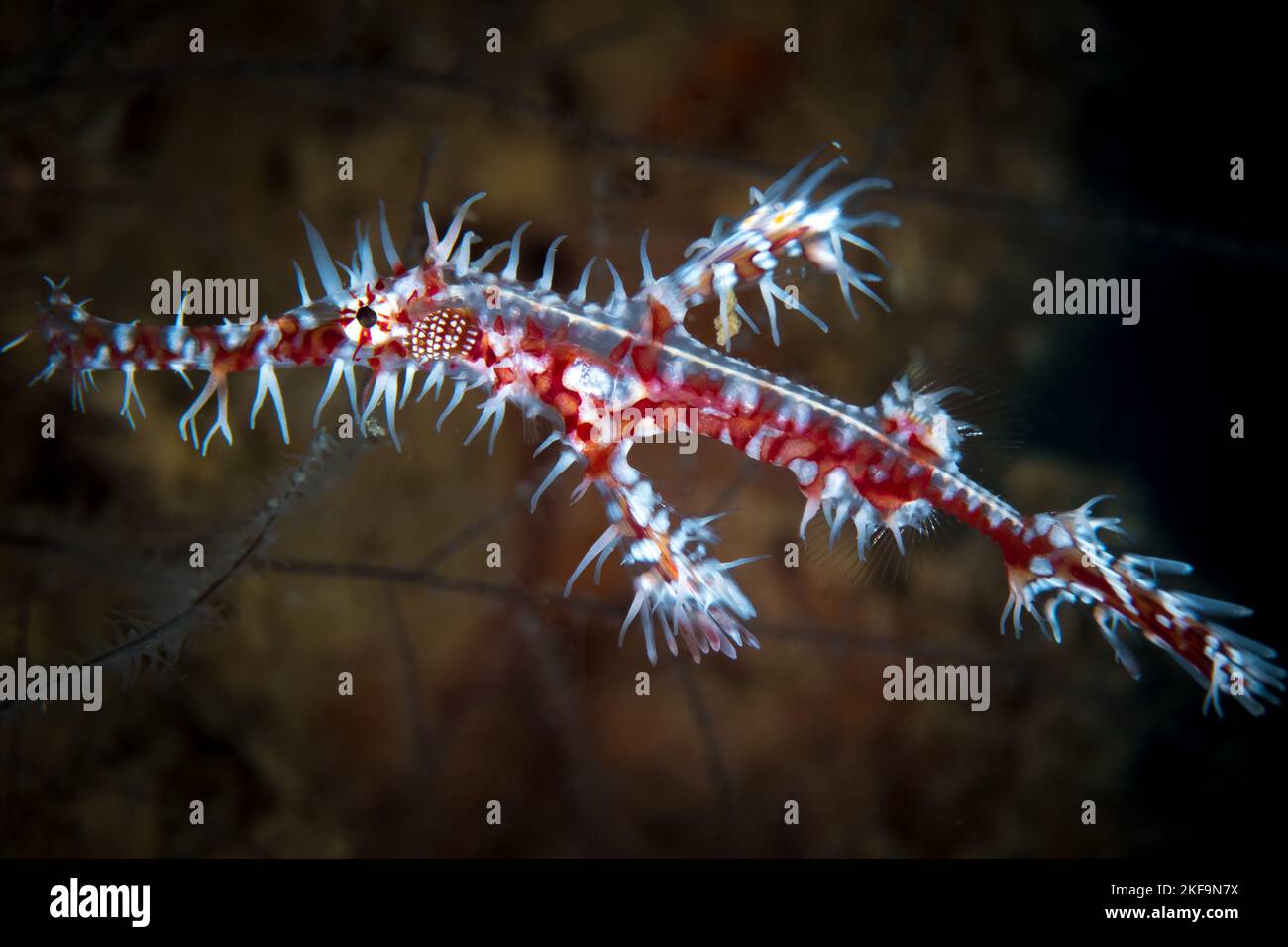 Beautiful ornate ghost pipefish camouflaging in with feather star on ...