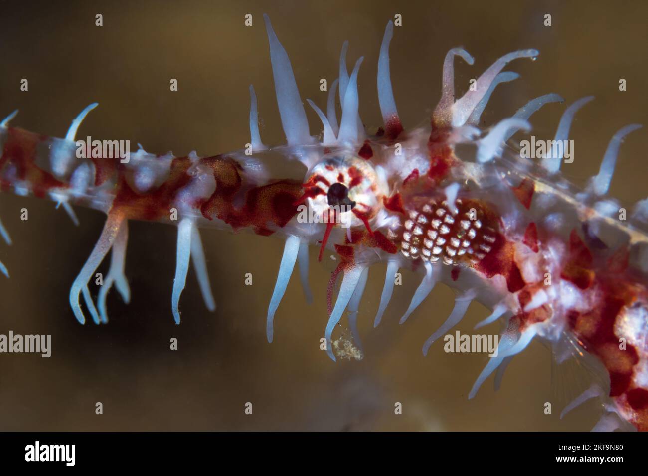 Beautiful ornate ghost pipefish camouflaging in with feather star on ...