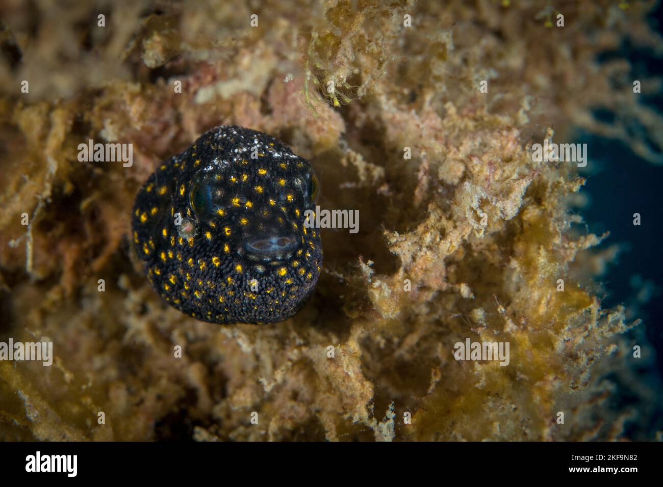 Indo pacific map hi-res stock photography and images - Alamy