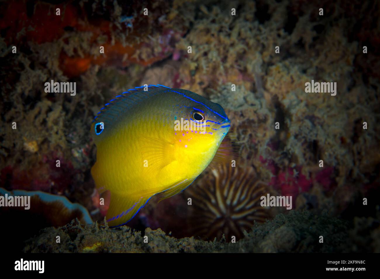 Colourful damsel fish swimming above coral reef in the pacific Ocean ...