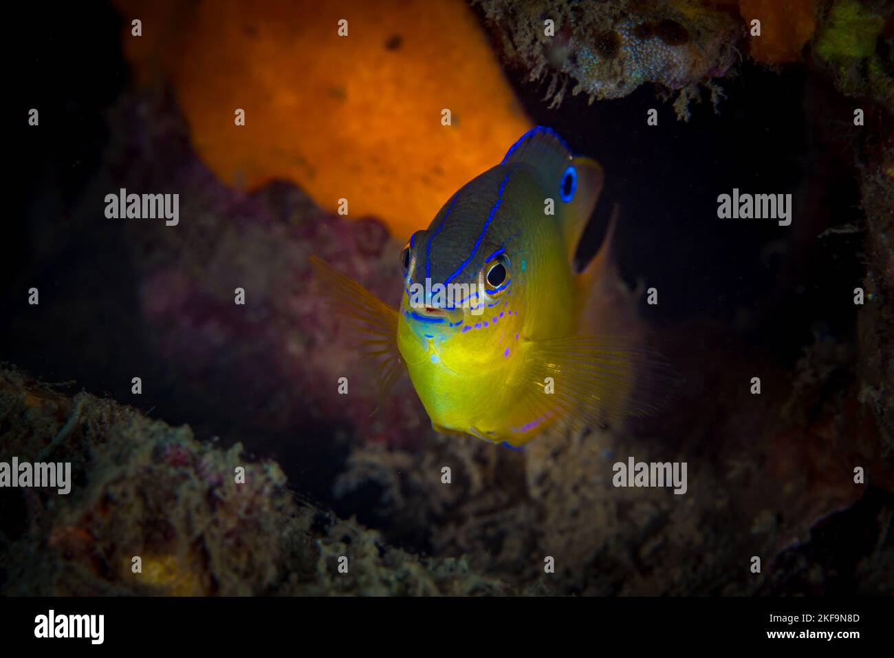Colourful damsel fish swimming above coral reef in the pacific Ocean ...