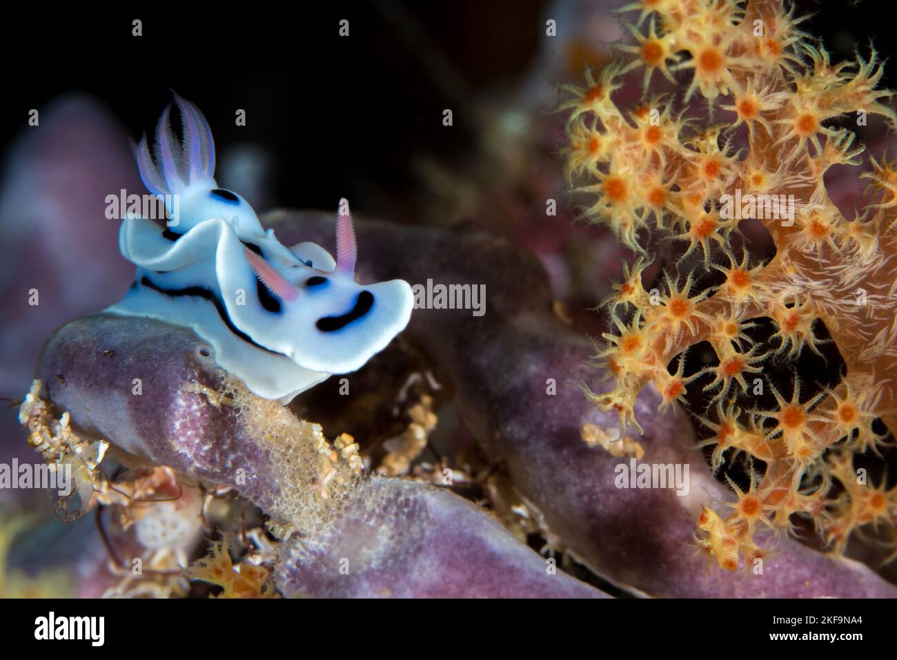 Colourful Nudibranch from the Witu Islands in papua New Guinea Stock ...