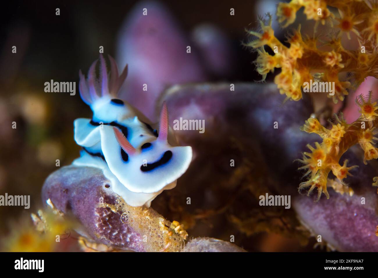 Colourful Nudibranch from the Witu Islands in papua New Guinea Stock ...