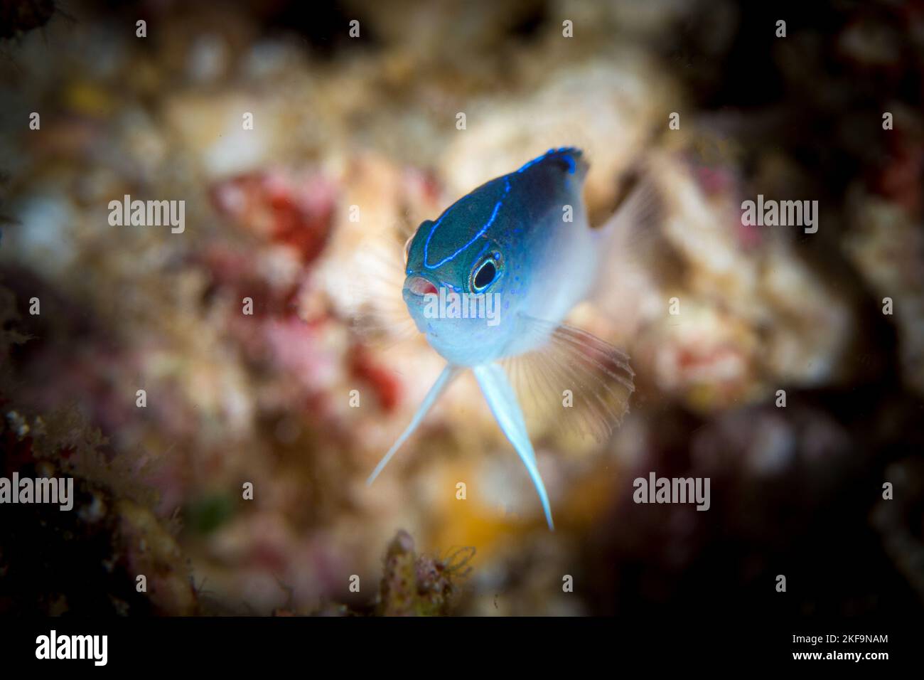 Colourful damsel fish swimming above coral reef in the pacific Ocean ...