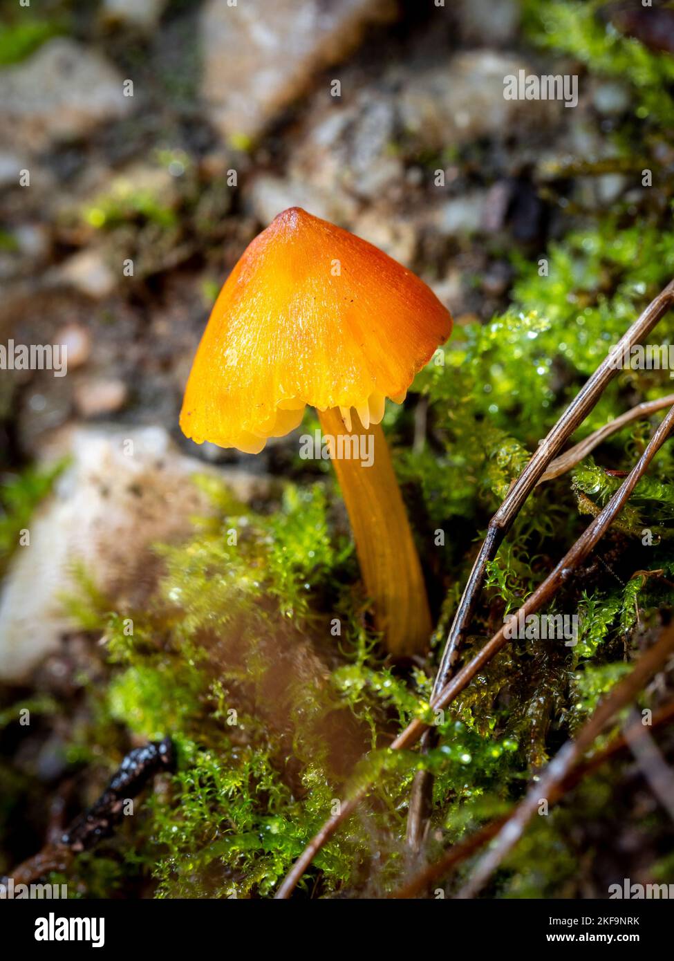 selective focus of a blackening waxcap, witch's hat, conical wax cap or ...