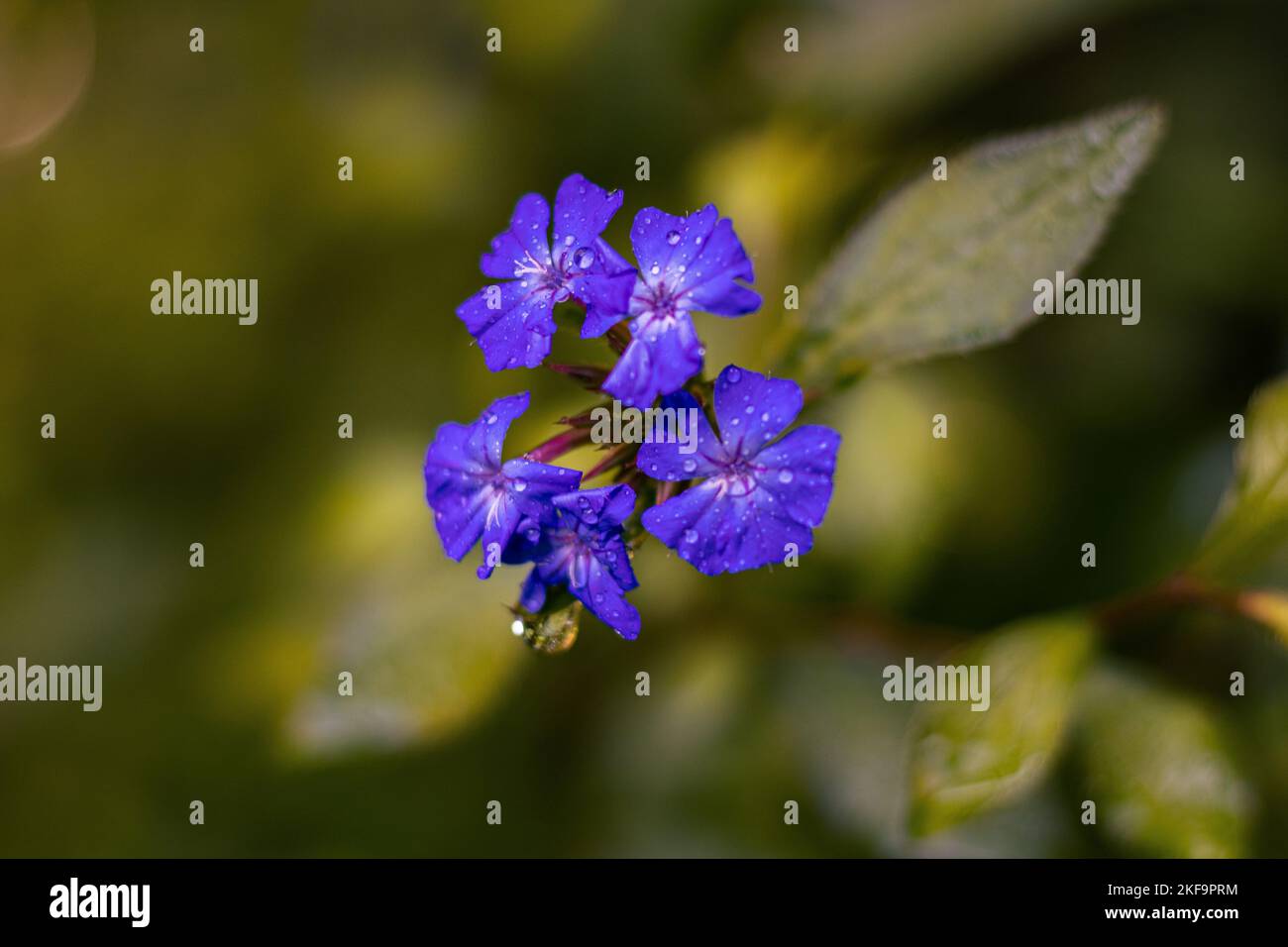 Hardy leadwort hi-res stock photography and images - Alamy