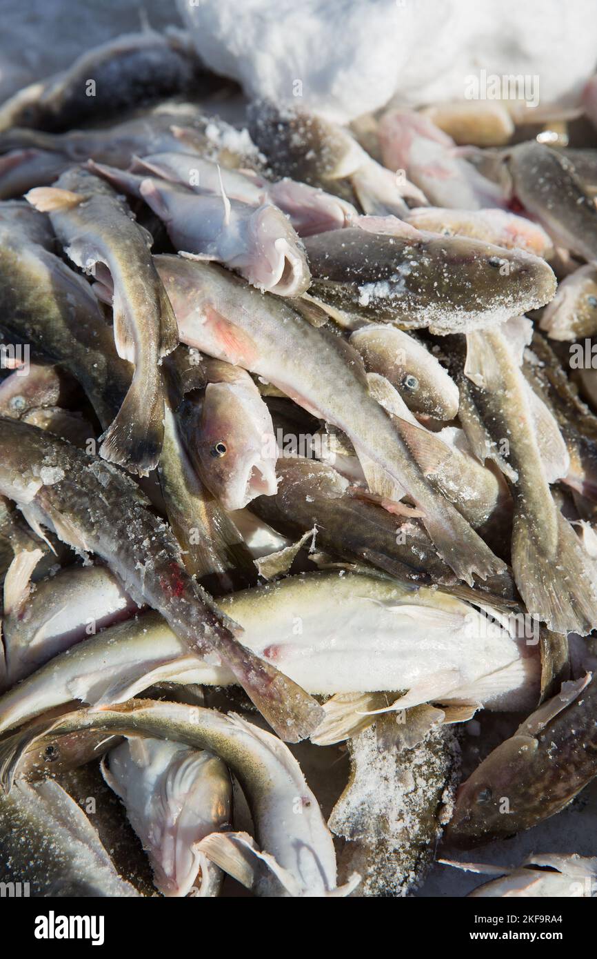 The daily catch of tomcod, catch through holes in the ice at Ste-Anne ...