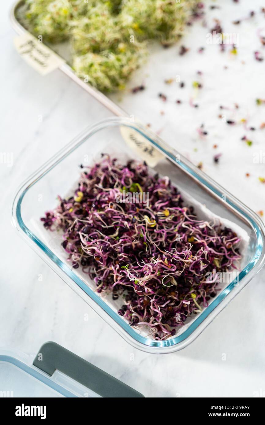 Growing sprouts in a jar Stock Photo - Alamy