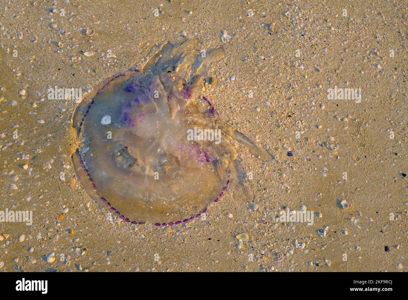 Violet jellyfish closeup on the beach in sunlight. Top view.Seaworld ...