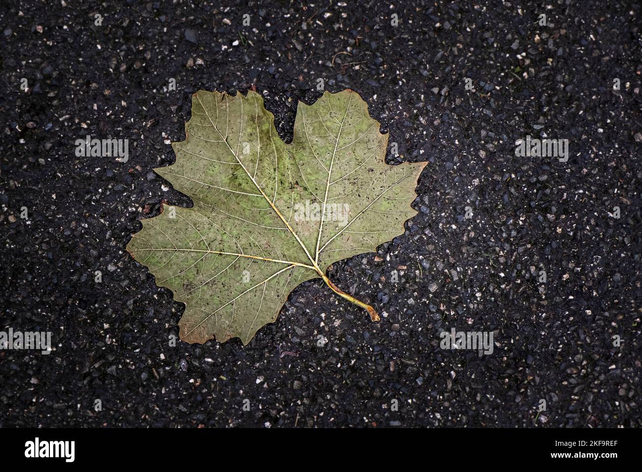 A dead Sycamore Acer pseudoplatanus leaf lying on the ground in the ...