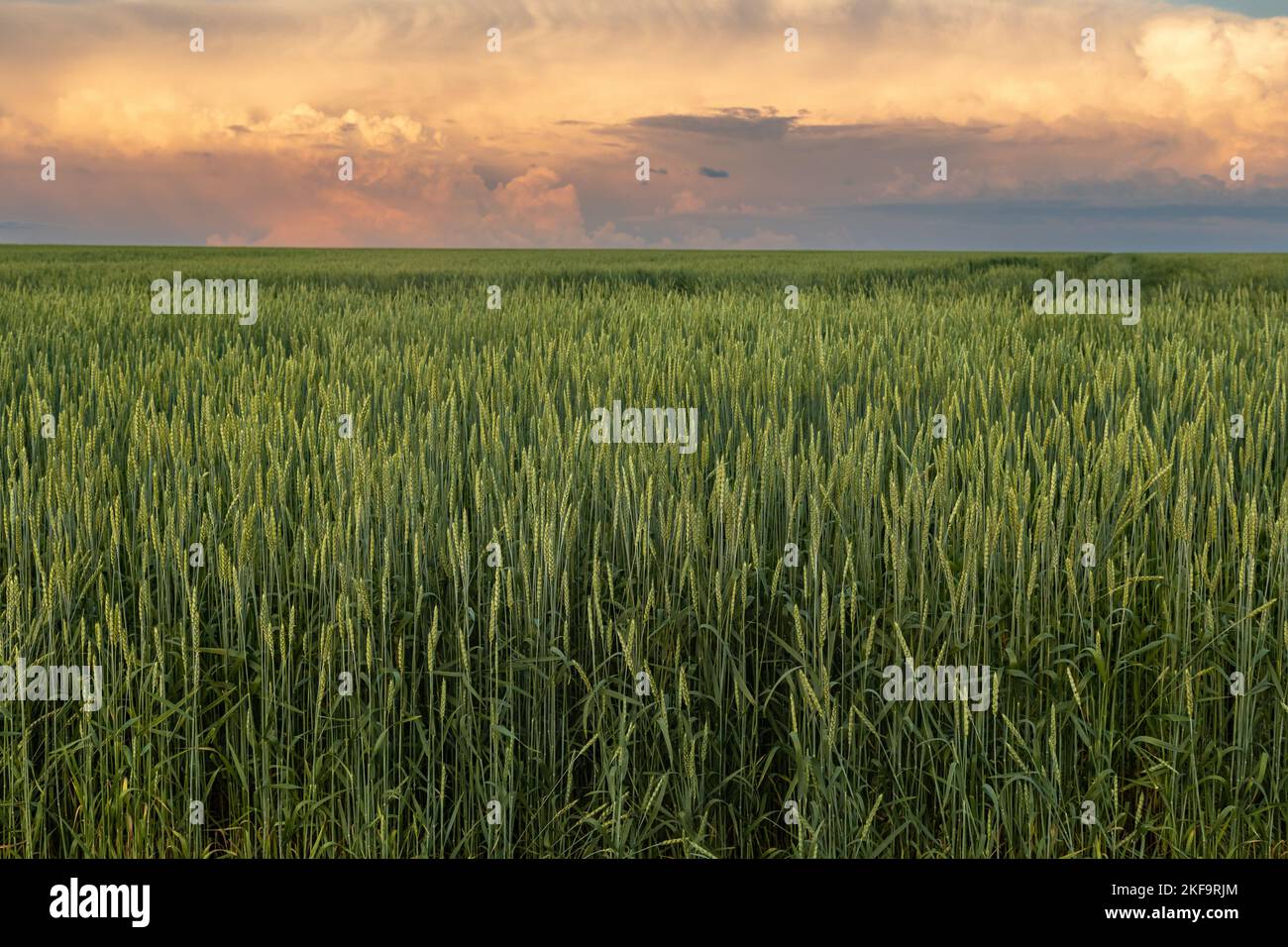 Ears of young wheat in the field. The concept of food crisis and ...
