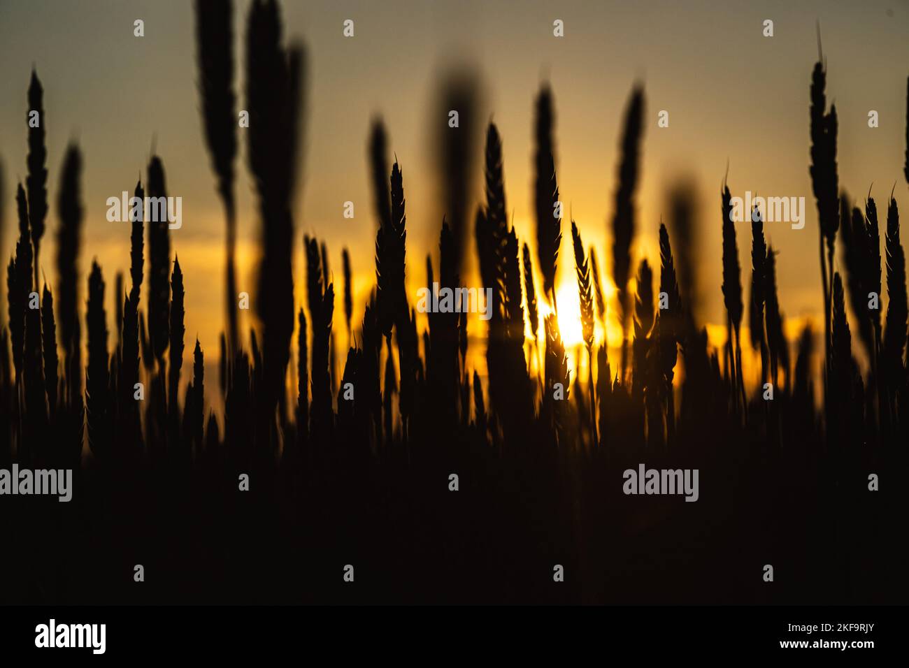 The concept of the world food crisis. Silhouettes of ears of wheat at ...