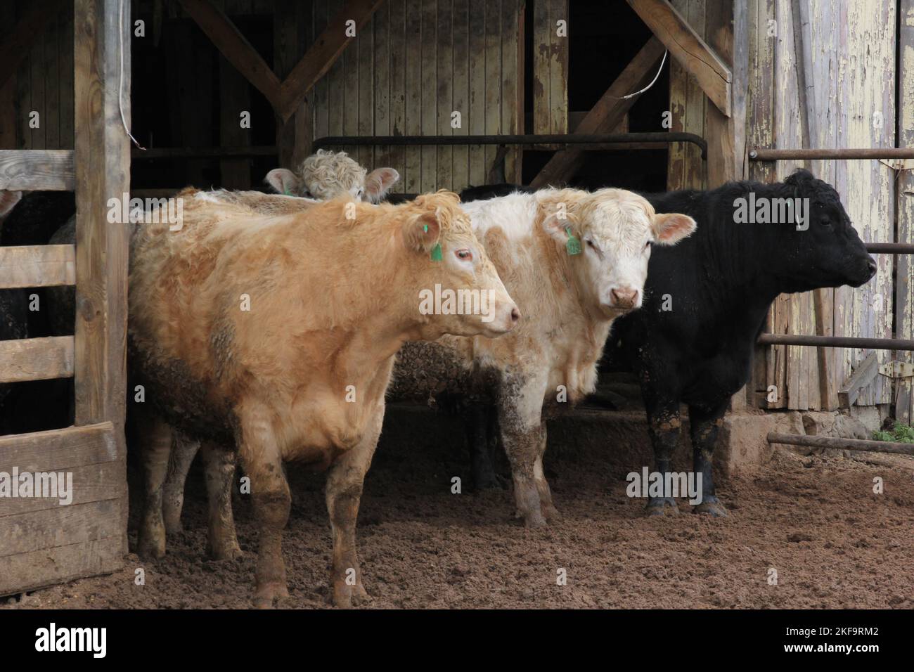 The cows covered in mud in the farm Stock Photo - Alamy