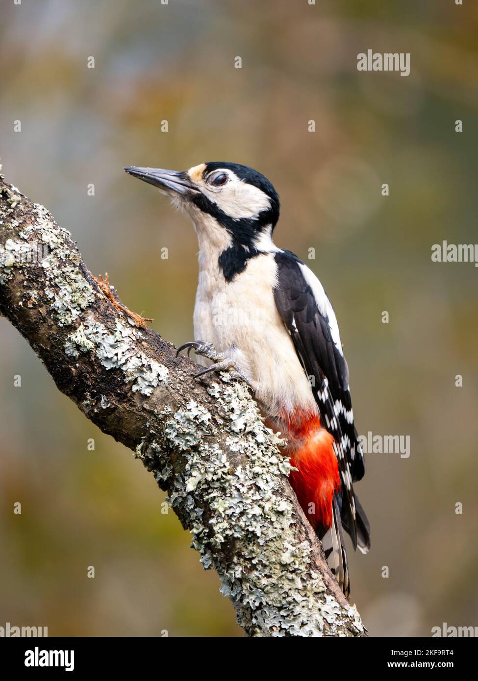 Great Spotted Woodpecker Stock Photo - Alamy