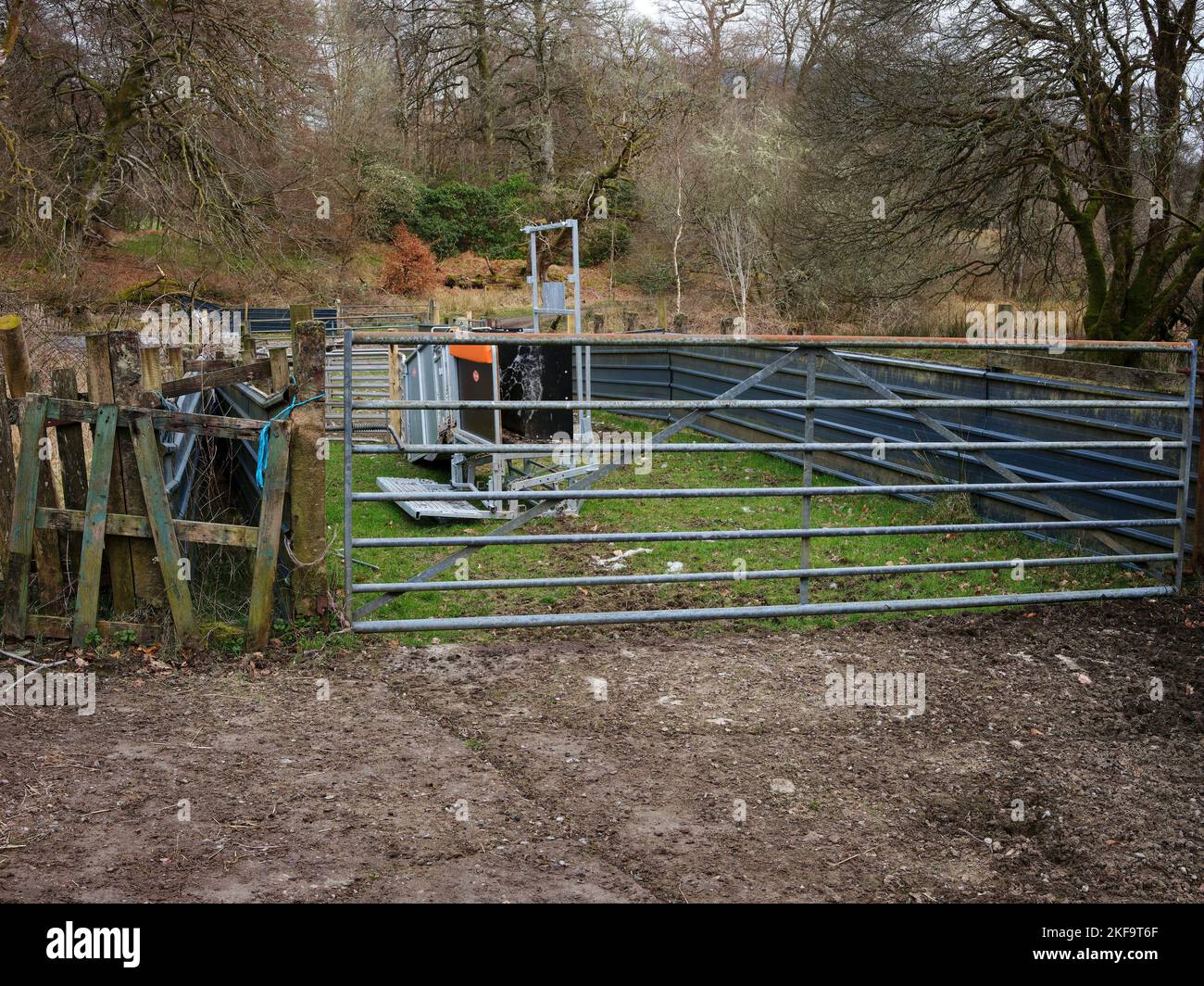 7 bar galvanised farm gate encloses a sheep pen. Strachur. Argyll and Bute. Scotland Stock Photo ...
