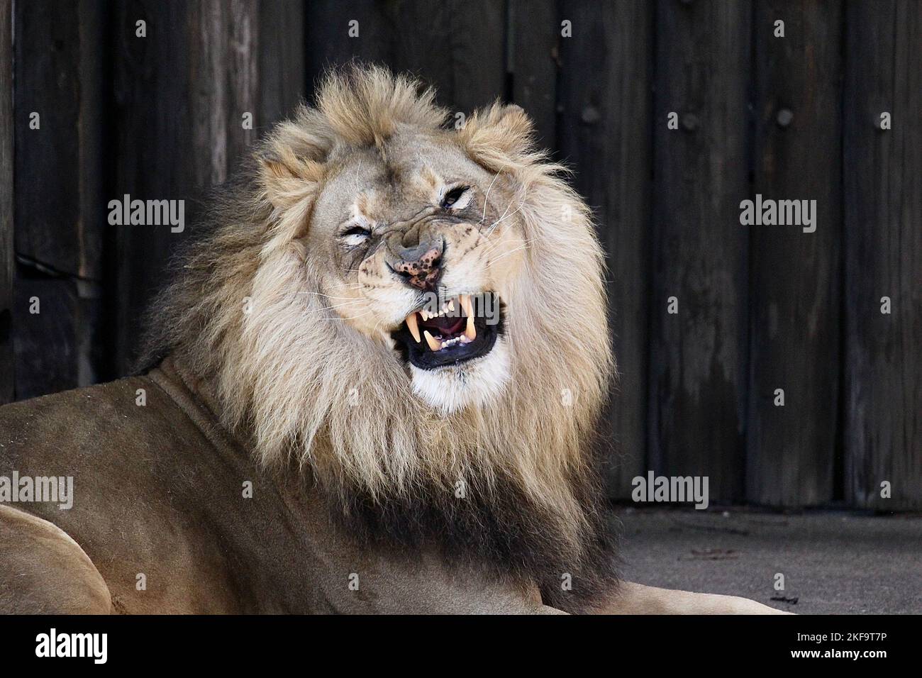 A lion laying on the ground and roaring Stock Photo - Alamy