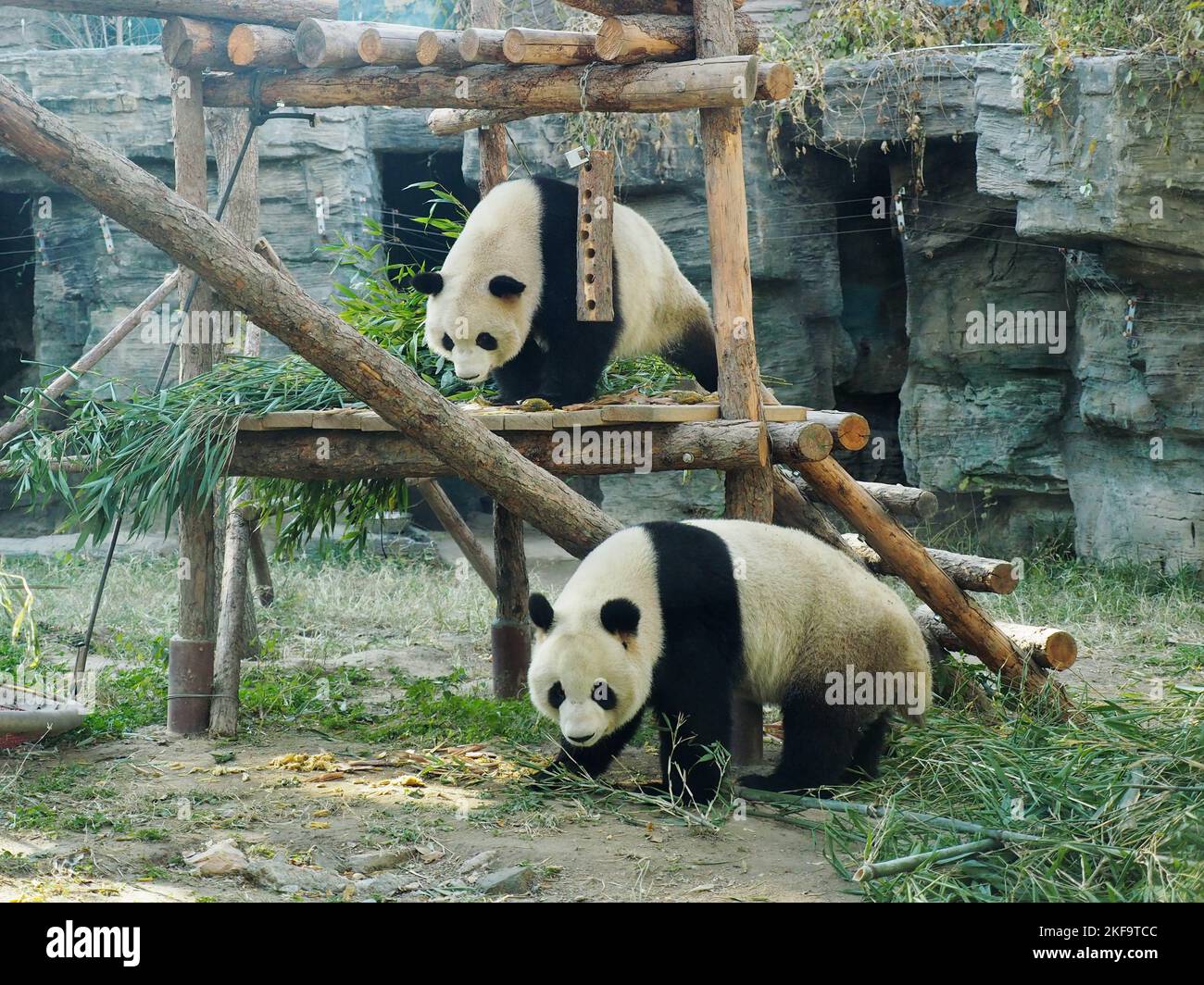 Beijing Zoo, Beijing, China, 16 November, 2022. Cute giant panda ...
