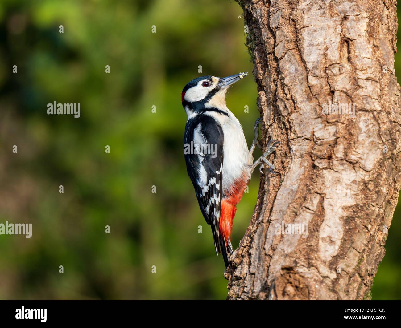 Great Spotted Woodpecker Stock Photo - Alamy