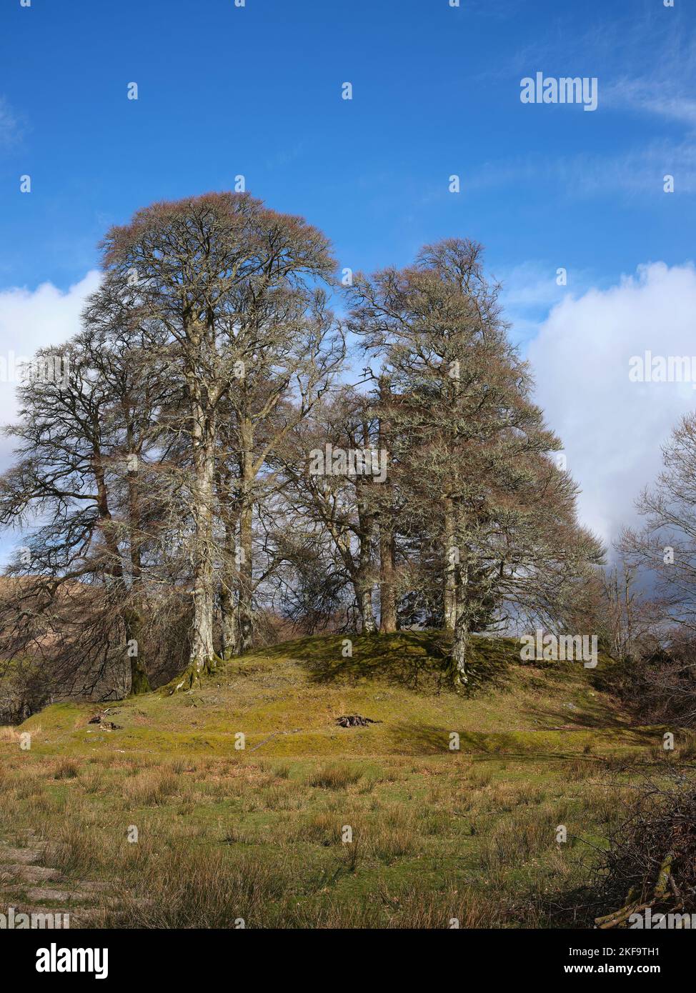 A clump of old trees standing proud on a mound. Strachur. Argyll and ...