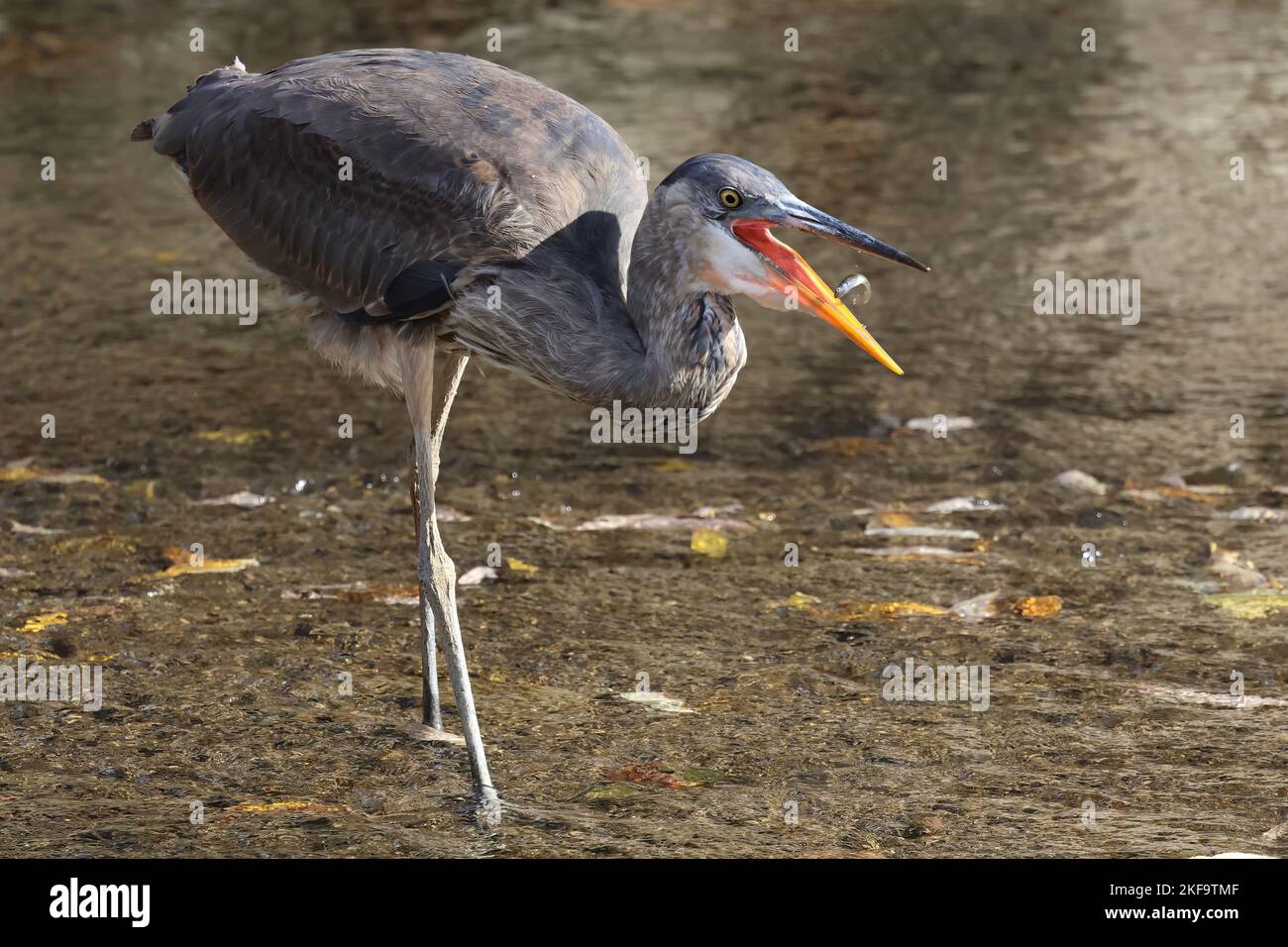 A great blue heron eating a fish standing at a water Stock Photo - Alamy