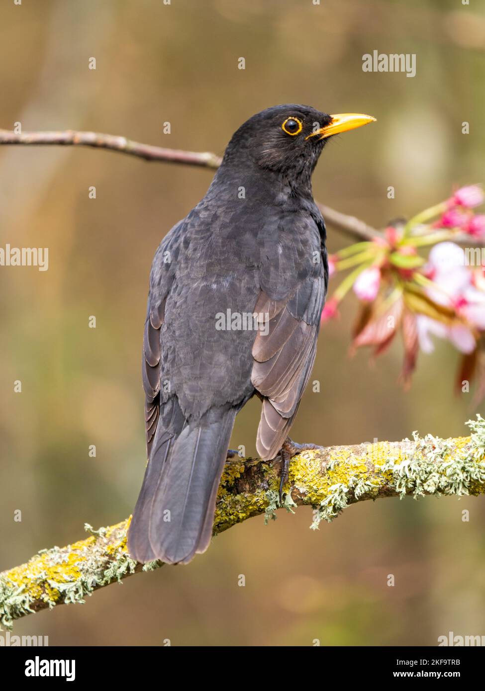 Eurasian blackbird blossom hi-res stock photography and images - Alamy