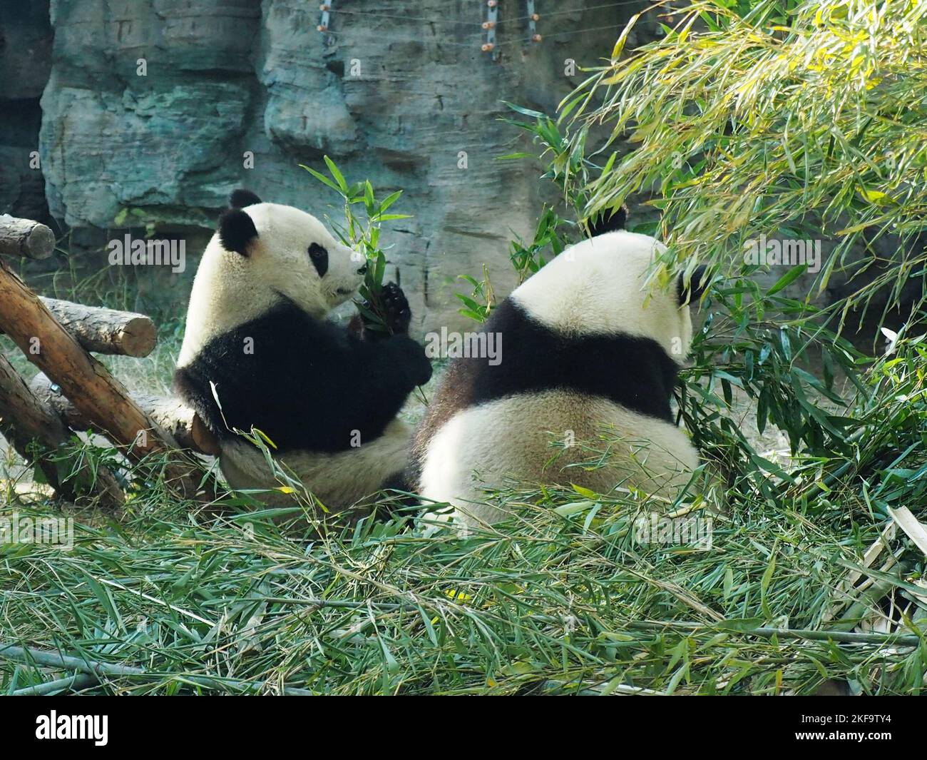 Beijing Zoo, Beijing, China, 16 November, 2022. Cute giant panda ...