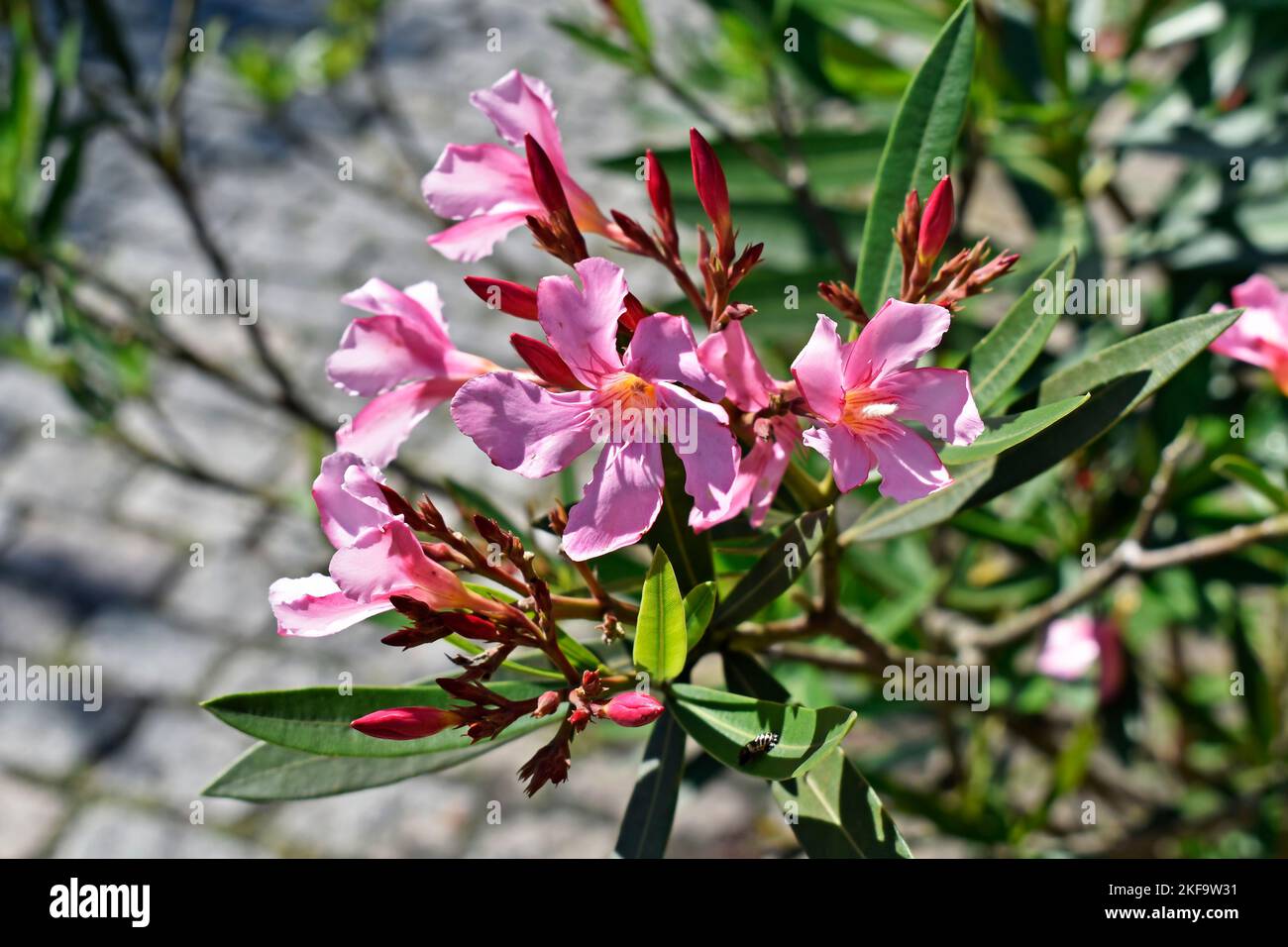 Pink oleander flowers (Nerium oleander) on garden Stock Photo - Alamy