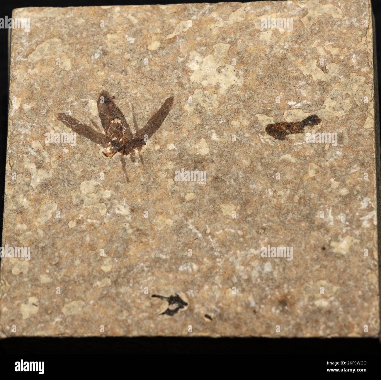 A well preserved fossil of a March Fly from the Green River Formations ...
