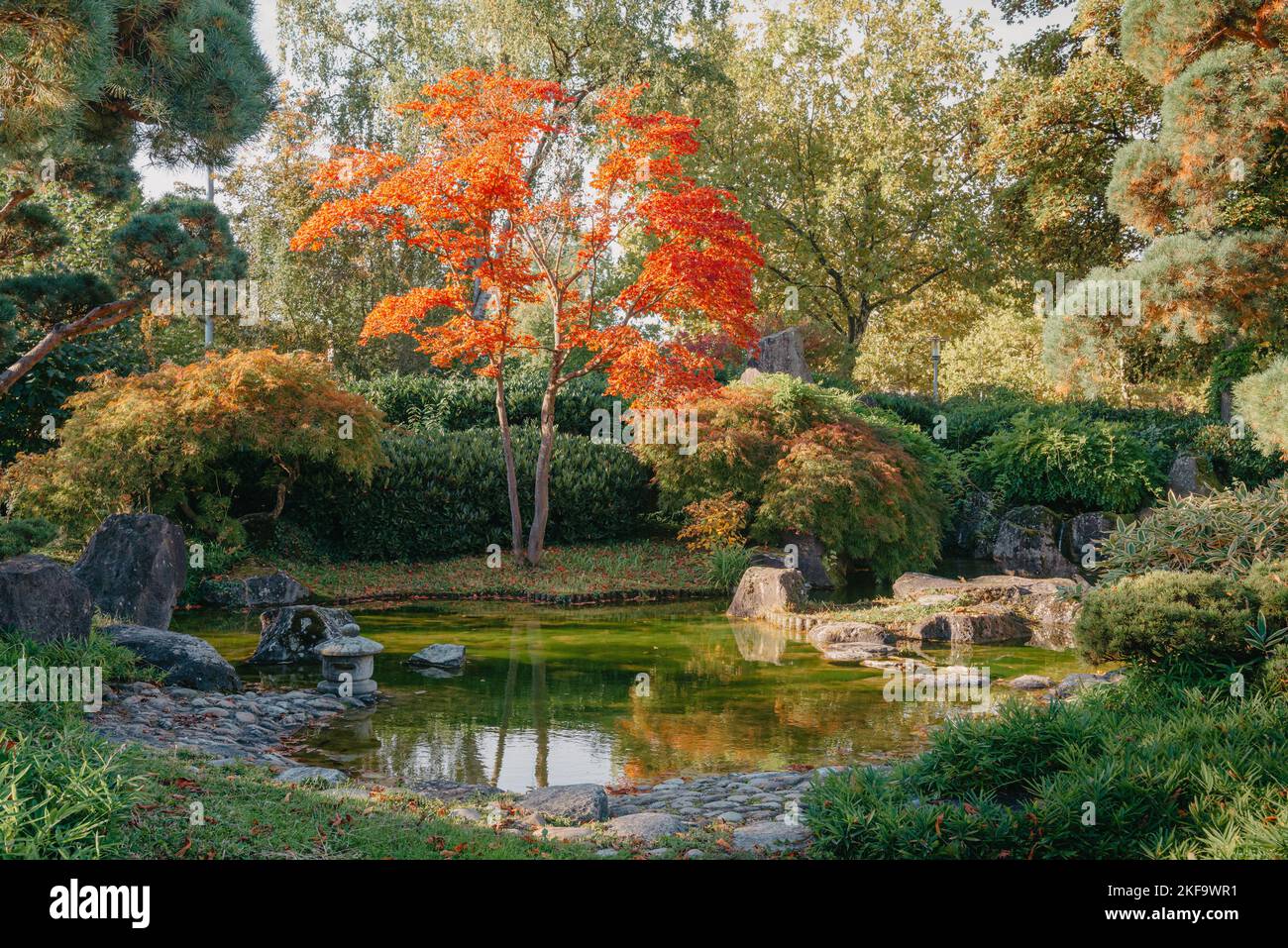 Beautiful Japanese Garden and red trees at autumn seson. A burst of ...