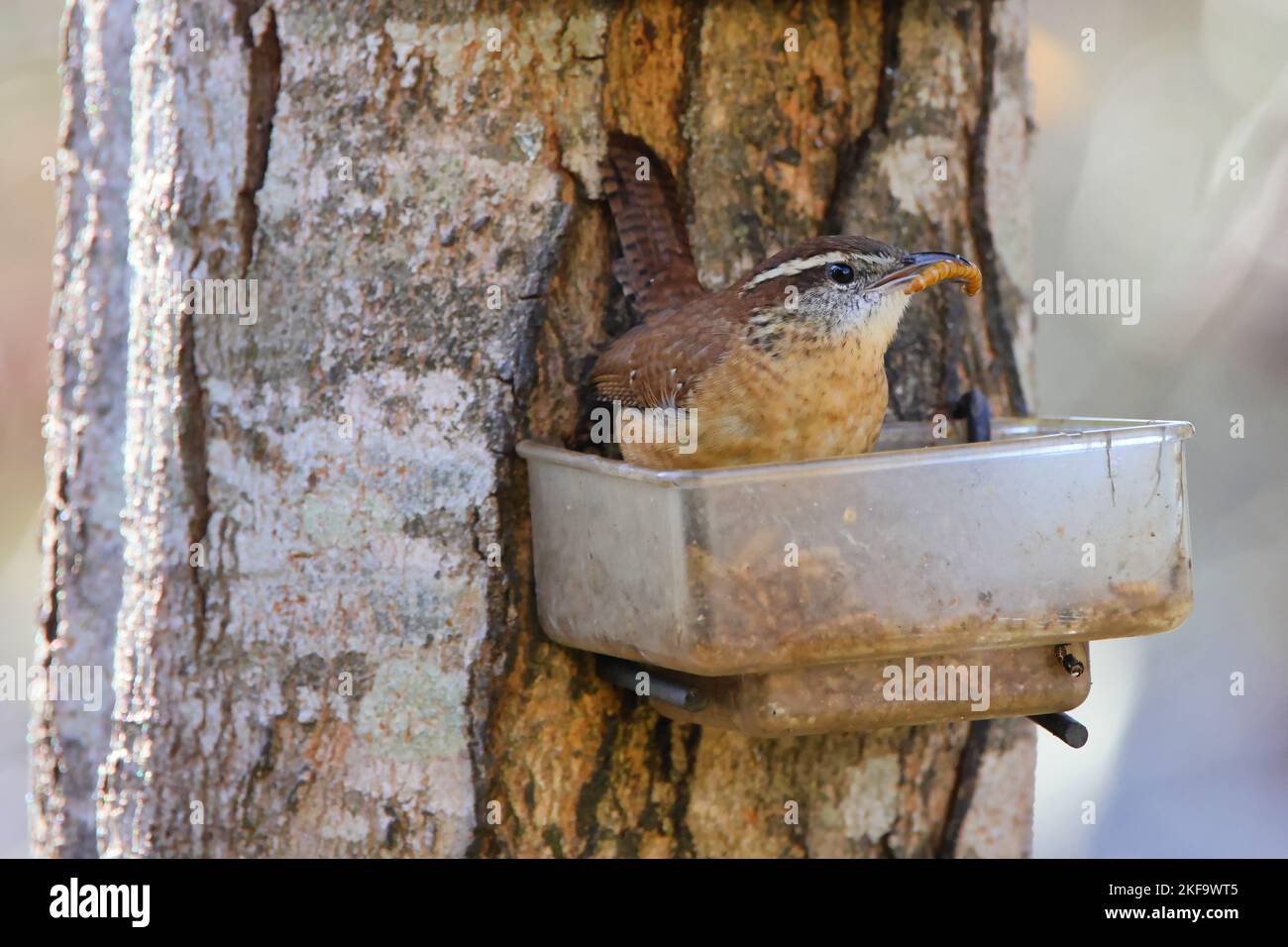 A closeup of the Eurasian wren eating a worm from a bird feeder on the ...