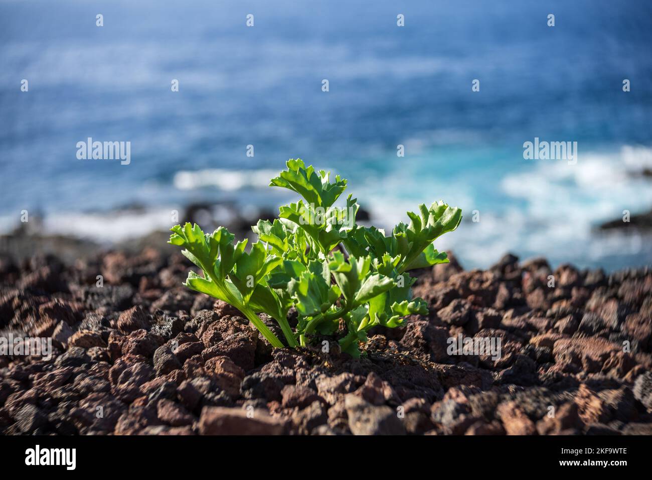 An evergreen plant. Close-up. Tenerife. Canary Islands. Spain. Art lens ...