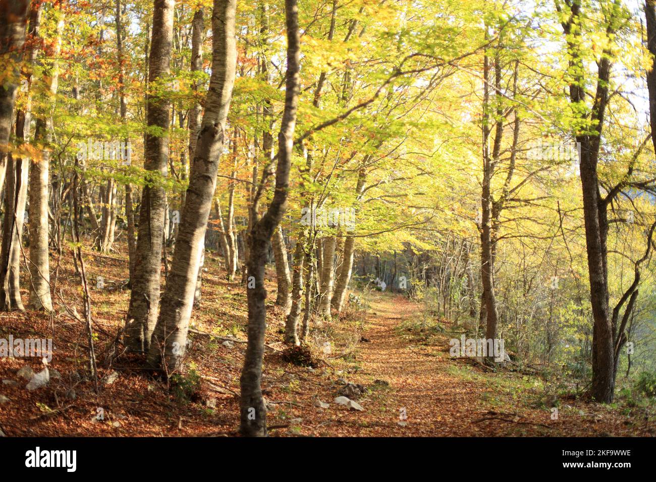 Foret de Hetres, Parc naturel des Prealpes d'Azur, Alpes Maritimes, 06 ...
