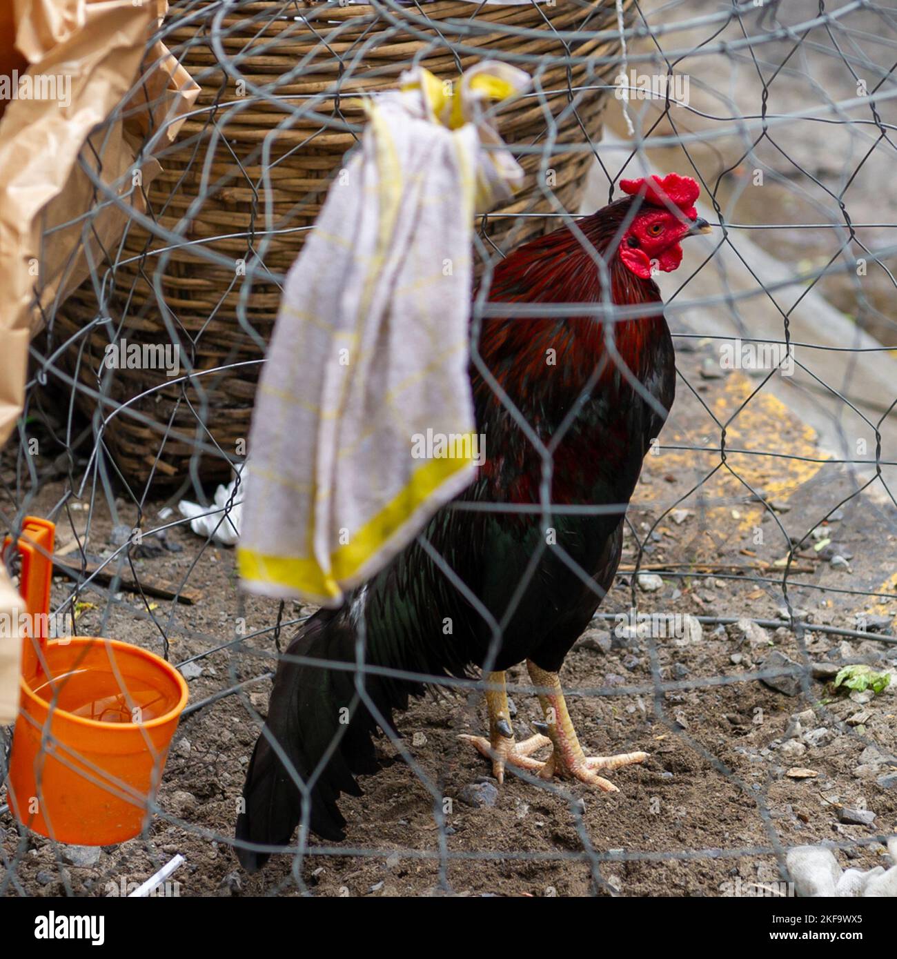 Live chickens for sale on the streets of Ho Chi Minh City, Vietnam ...