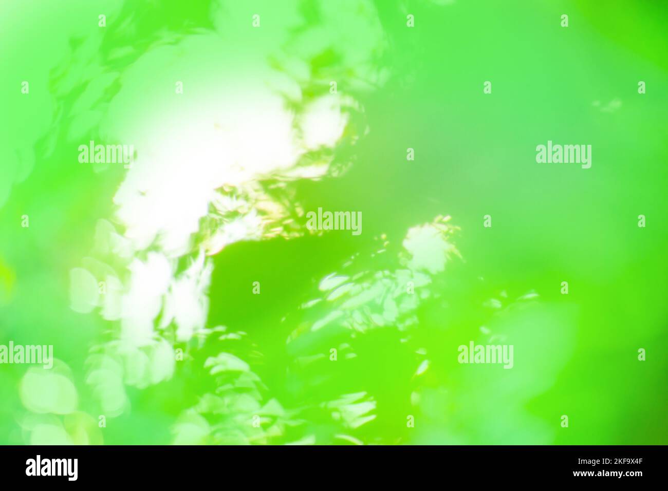 Floral background nature bokeh. Abstract natural background. Leaves ...