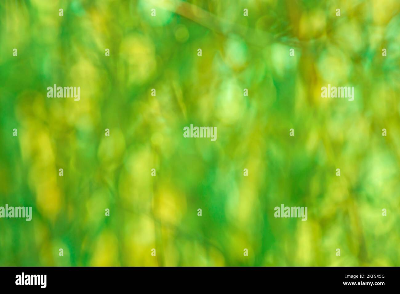 Leaves bokeh for nature background. Green bokeh background. Defocused ...