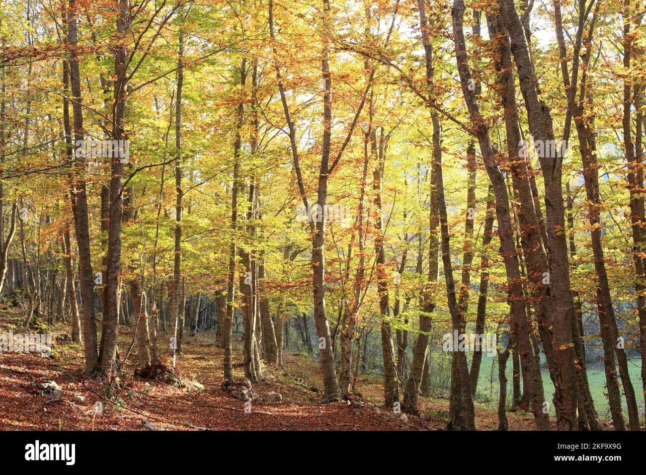 Foret de Hetres, Parc naturel des Prealpes d'Azur, Alpes Maritimes, 06 ...
