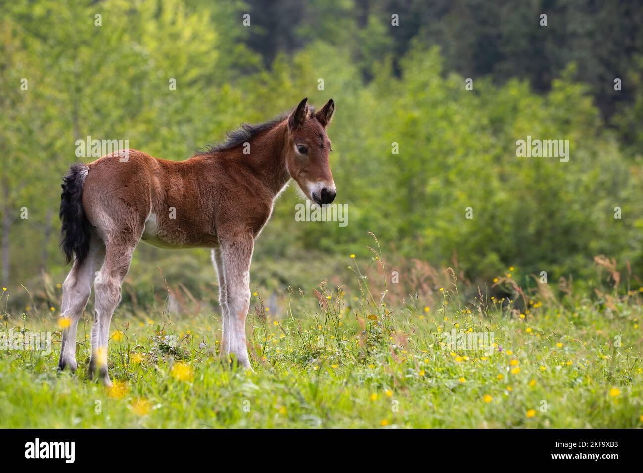 little colt on the field in hilly area. high grass with yellow flowers ...